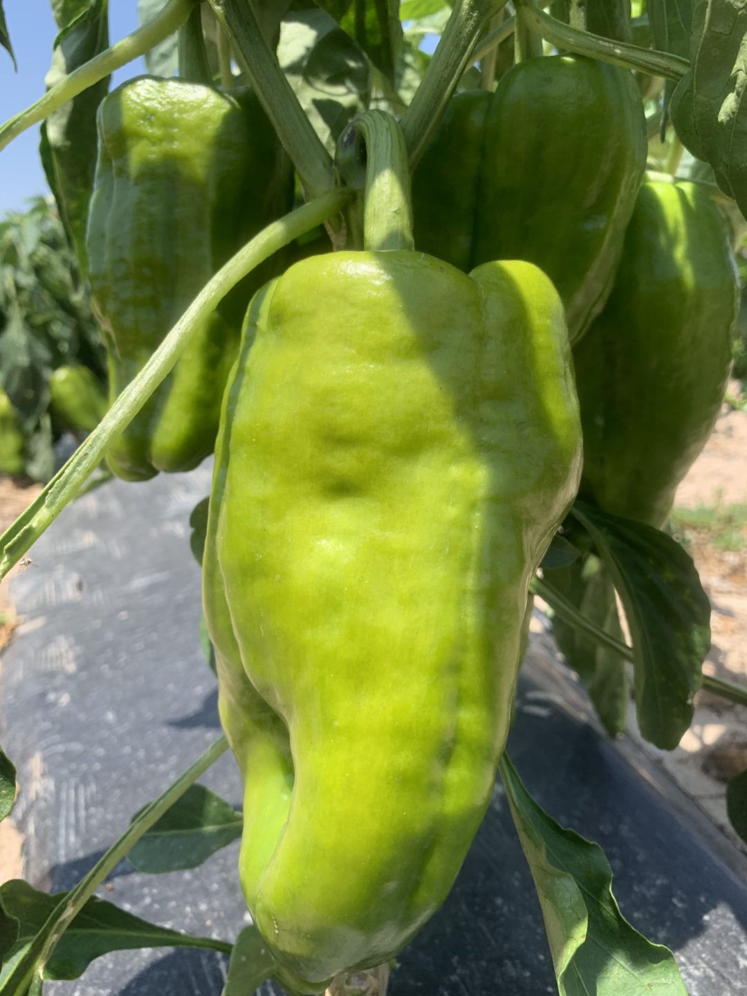 Pimiento Verde Caja 5 kg - Nuestra Fruta